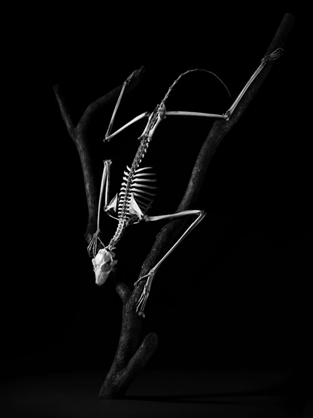 Beautiful Anatomical Skeletons, Posed and Photographed As Sculptures ...