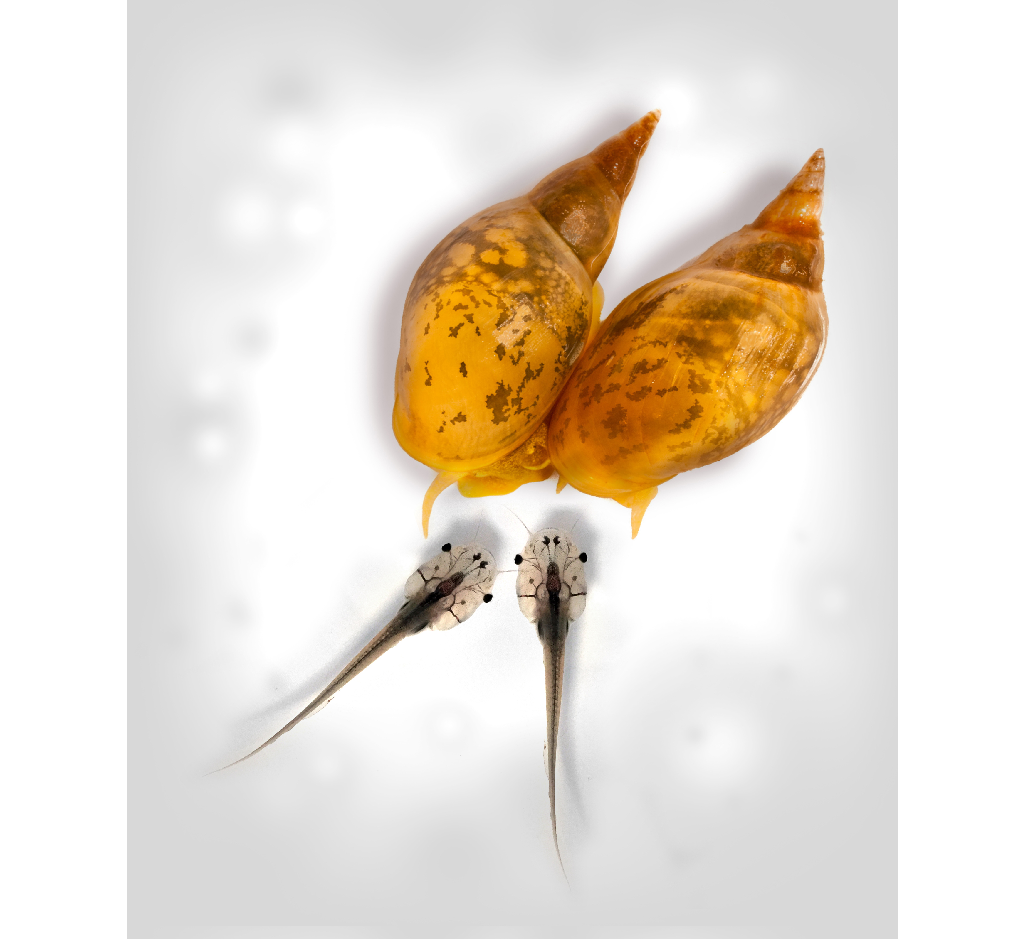 Snail Shells Add a New Twist to the Mystery of Animal Asymmetries ...