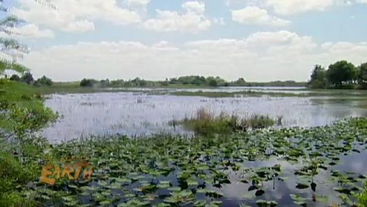 Florida Everglades: Restoring the Wetlands | Smithsonian Magazine