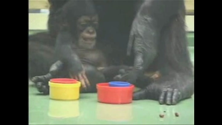 How Chimpanzees Learn | Smithsonian Magazine