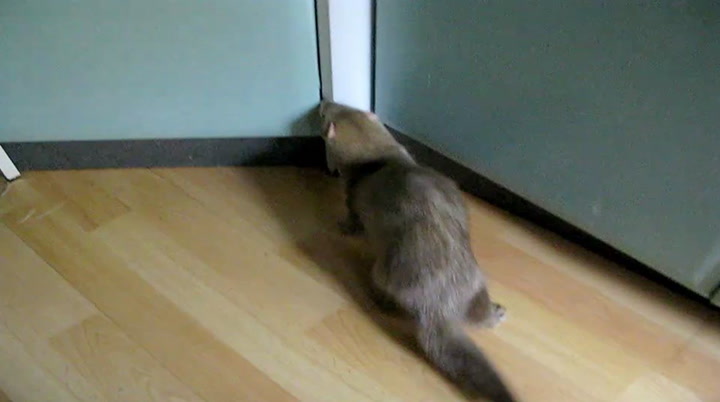 Weird Science: Female Ferrets | Smithsonian Magazine