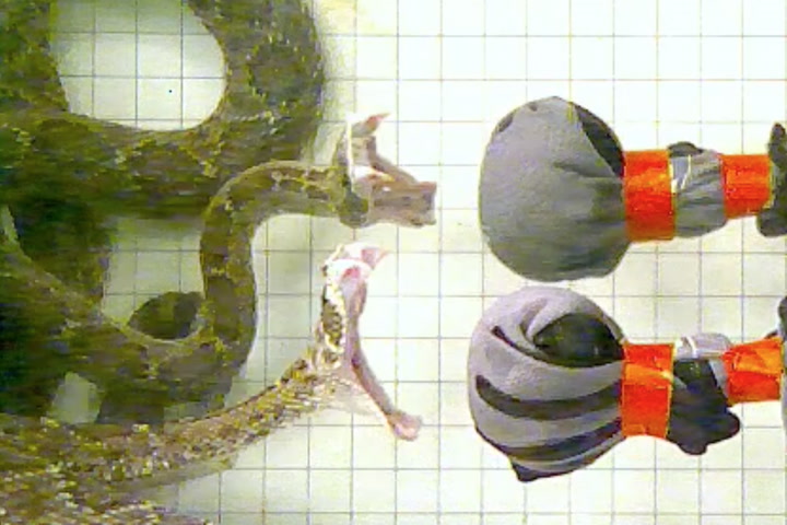 How Fast Does a Snake Strike? | Smithsonian Magazine