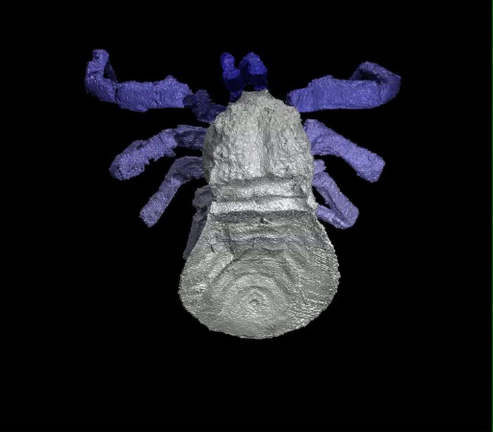 Ambushed by a Prehistoric Spider | Smithsonian Magazine