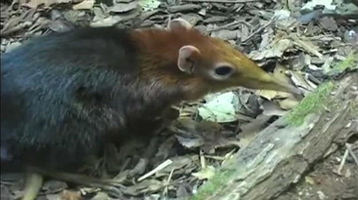 Newborn Elephant Shrew Caught on Film | Smithsonian Magazine