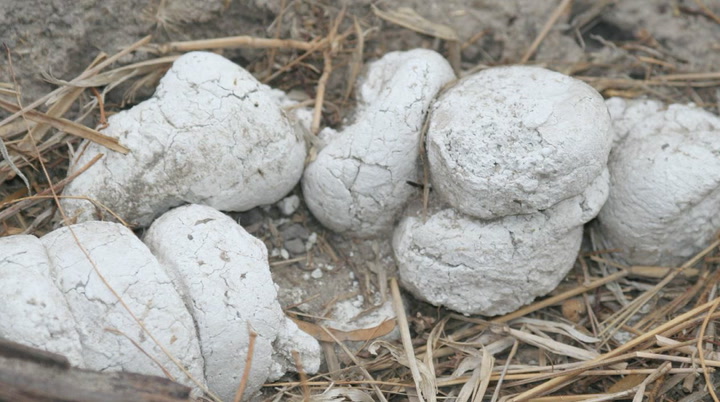 Weird Science: Hyena Poop | Smithsonian Magazine