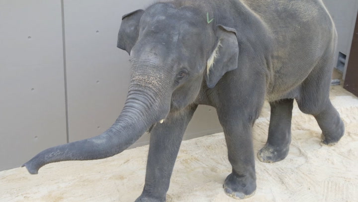 Meet the Elephants | Smithsonian Magazine