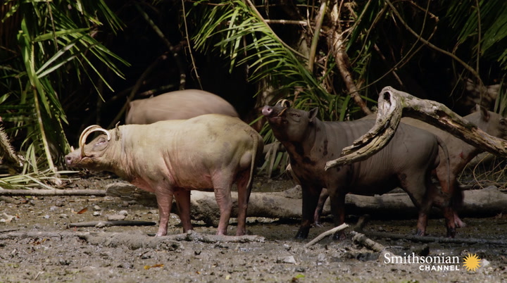 Meet the Strangest Pigs in the World | Smithsonian Magazine