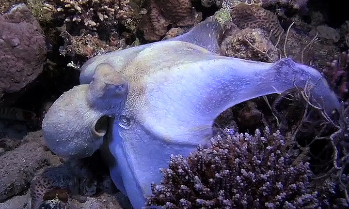 How an Octopus Eats | Smithsonian Magazine